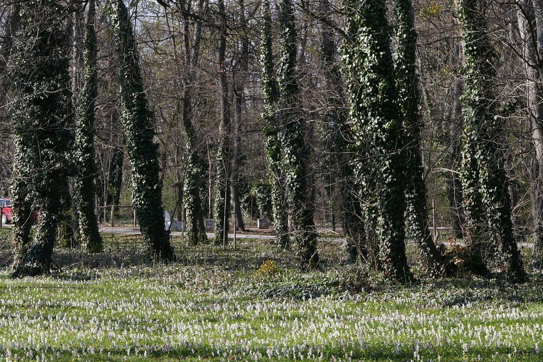 Fotky čitateľa: Jar už prichádza (galéria) | Šamorínčan